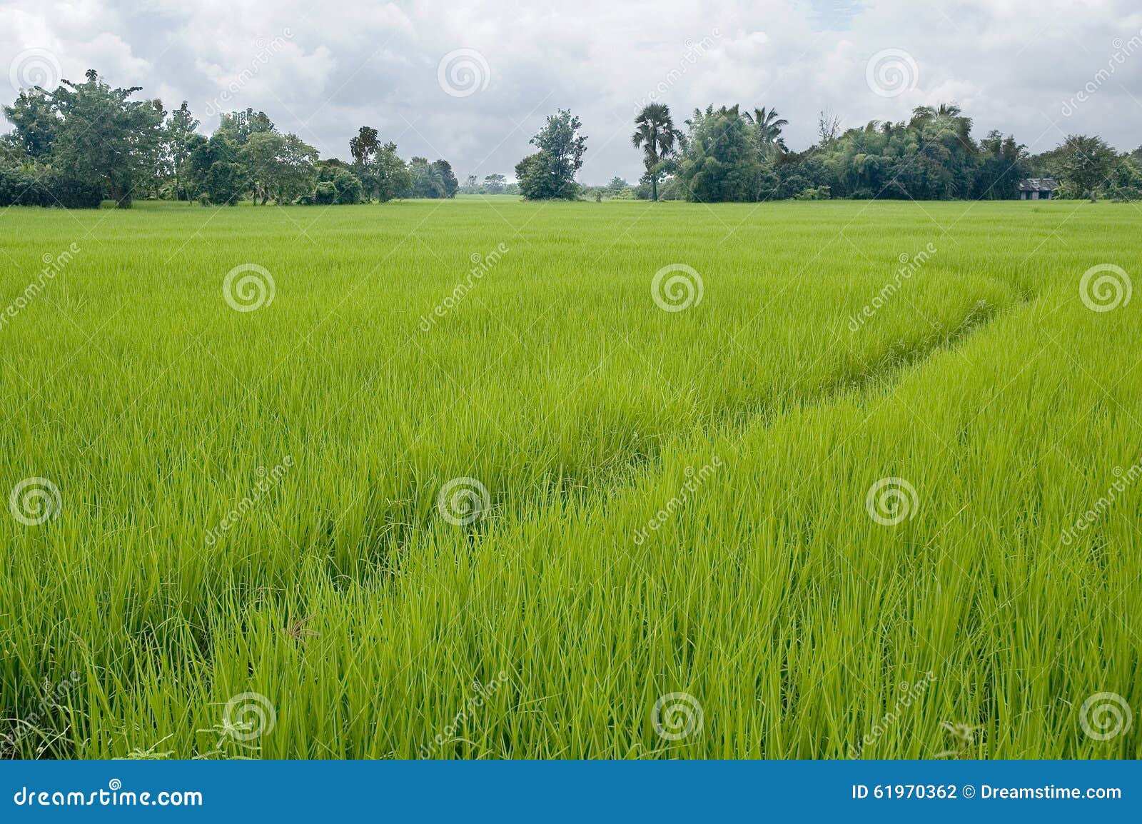 Rice field stock photo. Image of grain, field, grow, countryside - 61970362