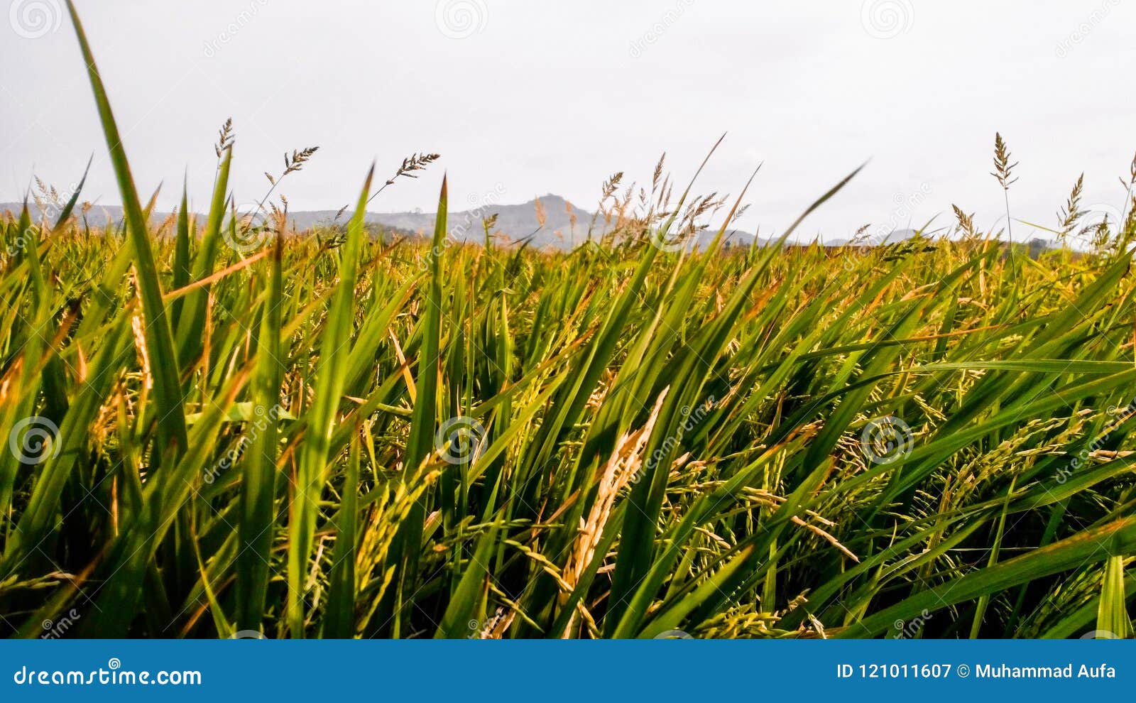 Rice on field stock image. Image of leaf, mount, field - 121011607