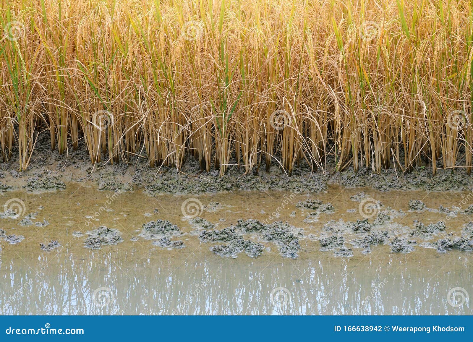 Rice field stock photo. Image of green, food, grain - 166638942
