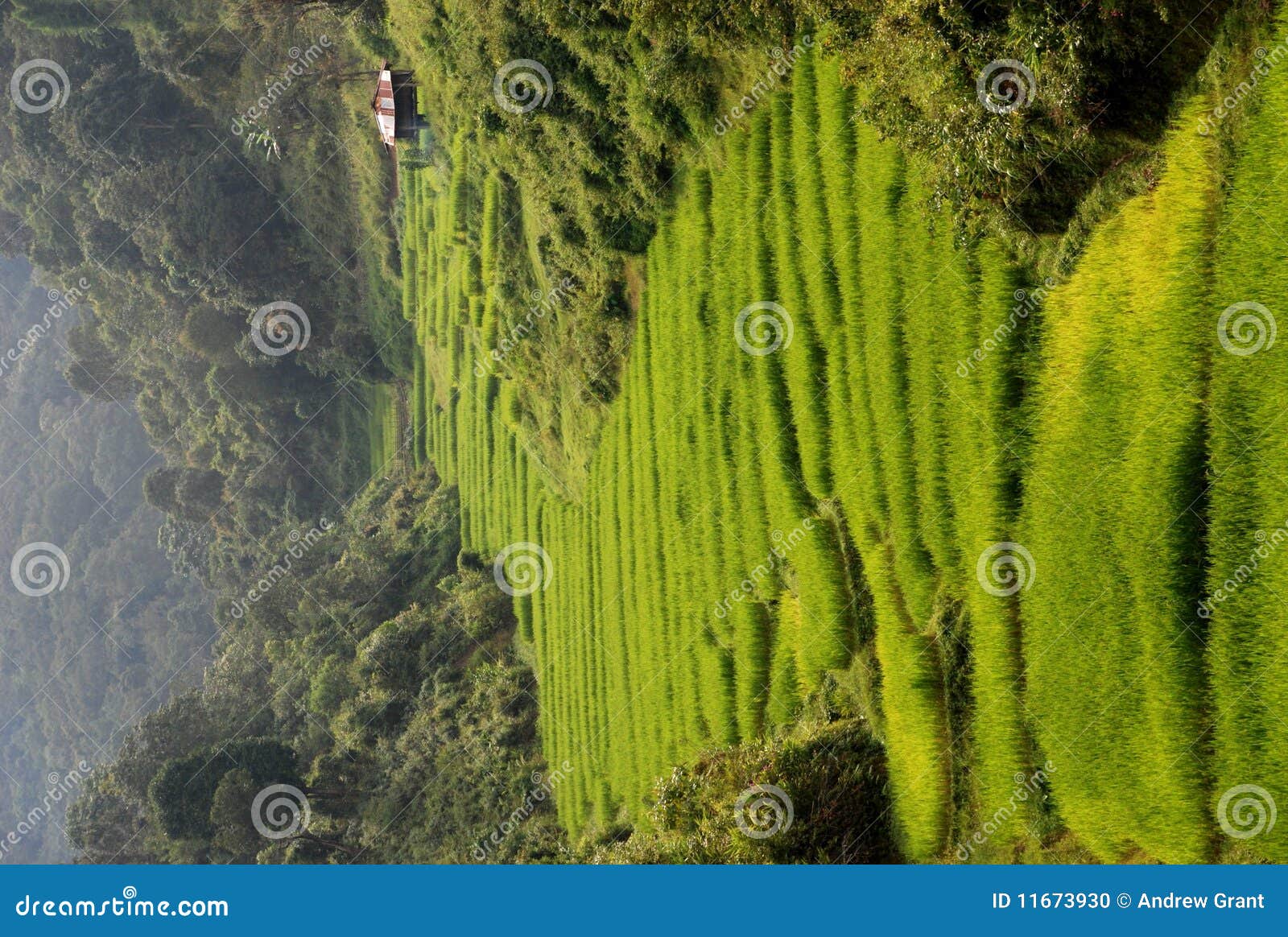 Rice Fields stock photo. Image of plant, mountain, hill - 11673930