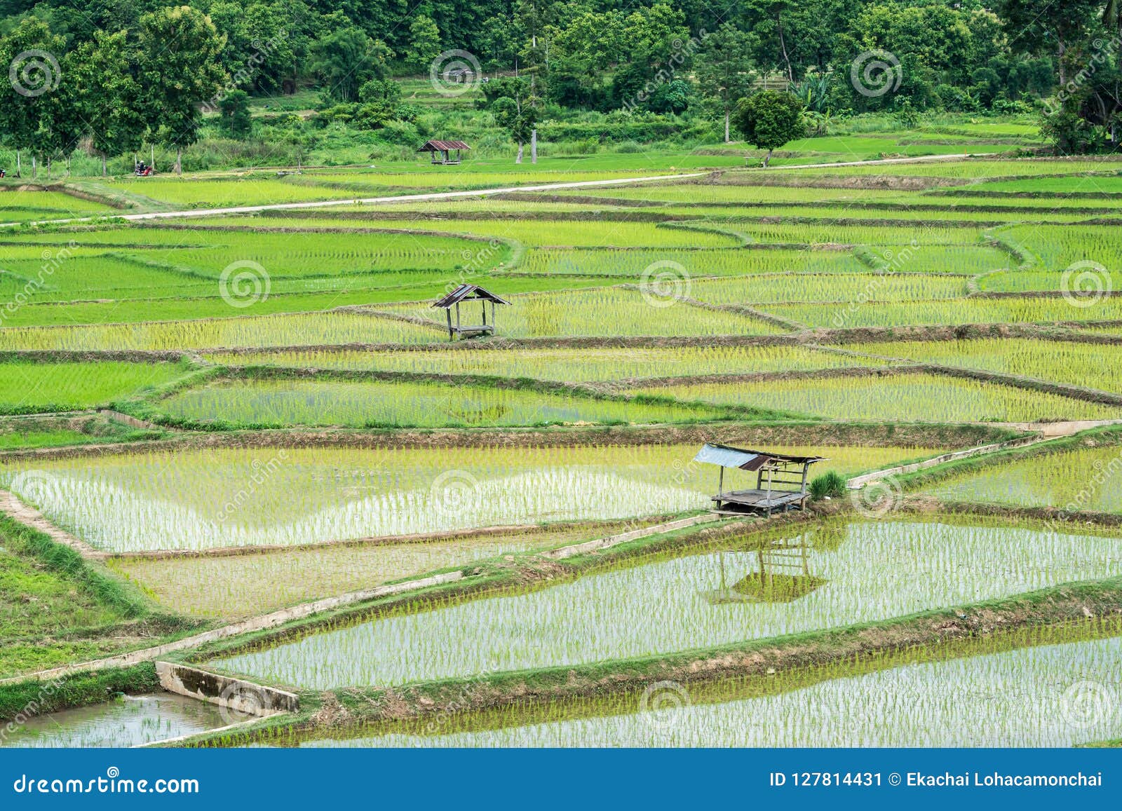 Rice fields is a landscape stock image. Image of business - 127814431