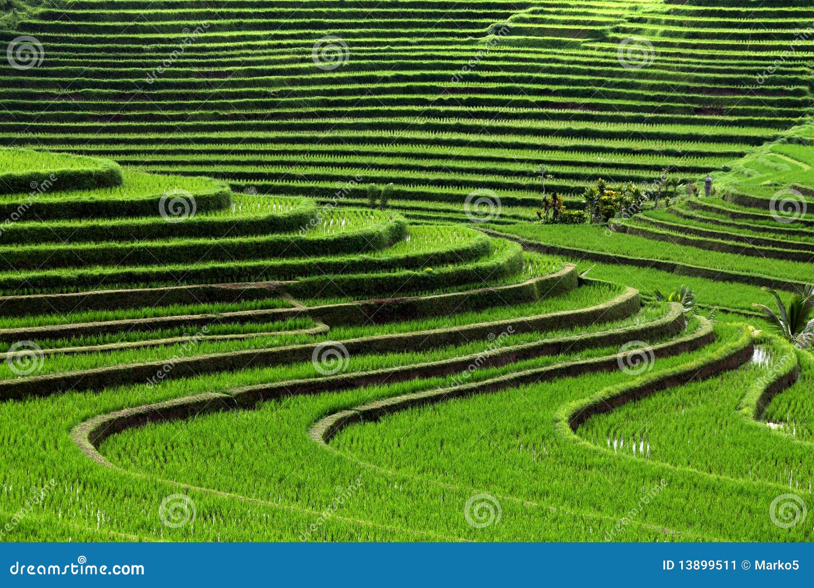 Rice fields stock image. Image of rural, farm, landscape - 13899511