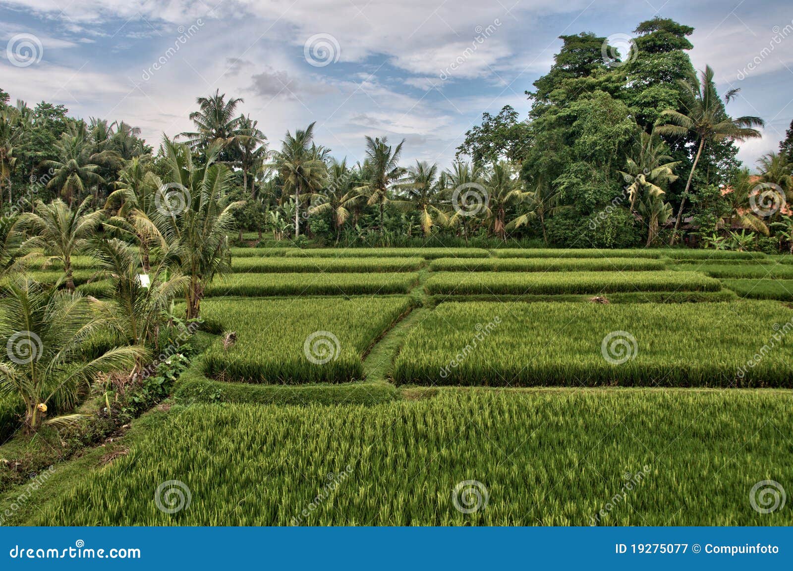 Rice fields stock image. Image of sawa, agriculture, hill - 19275077