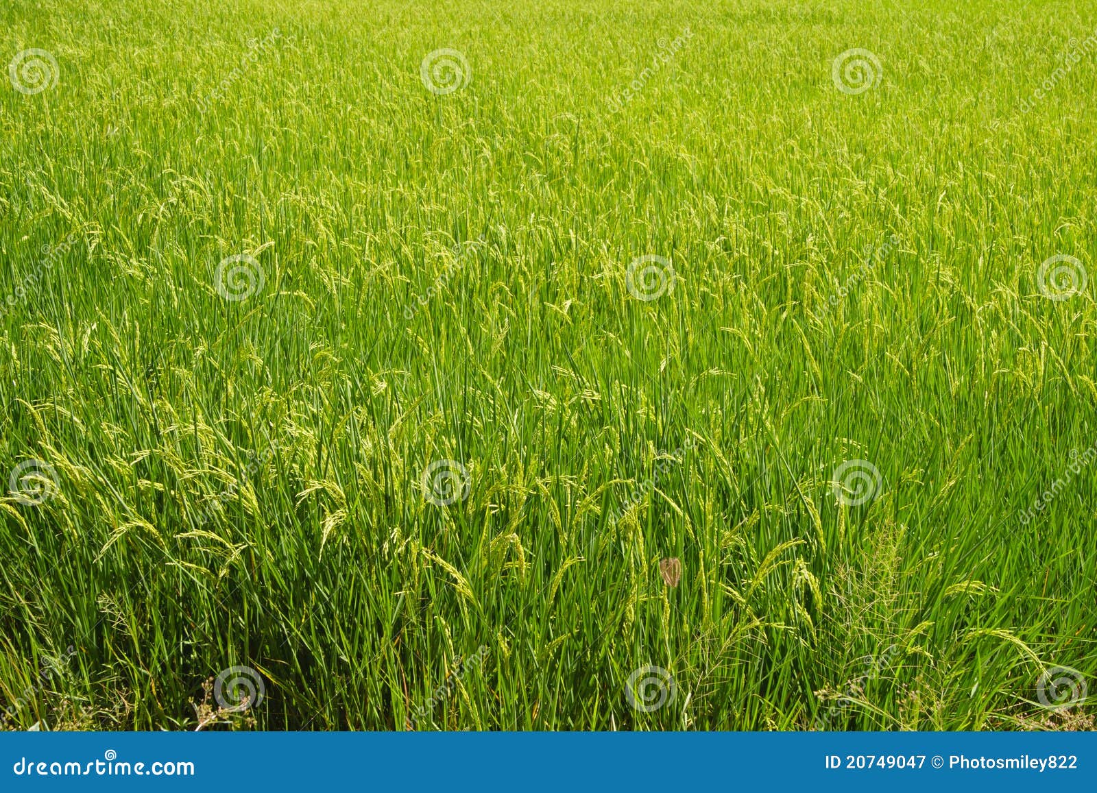 Rice fields stock image. Image of beauty, agriculture - 20749047
