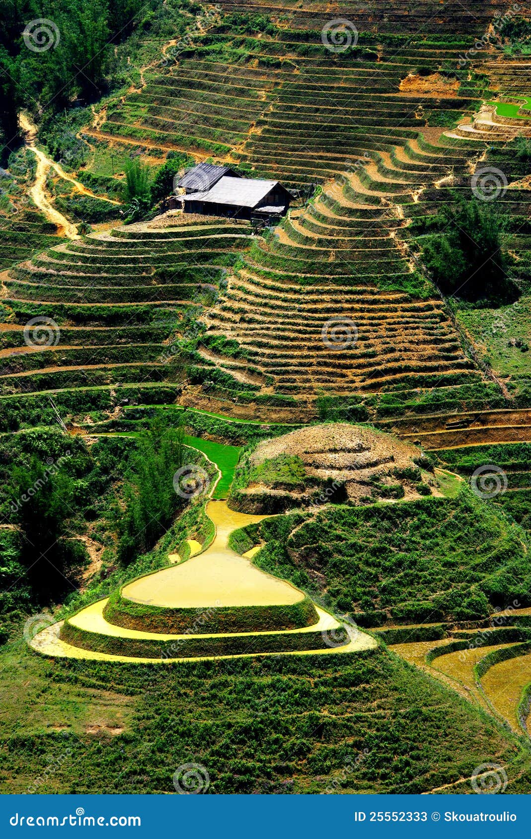 Rice fields stock image. Image of culture, southeast - 25552333
