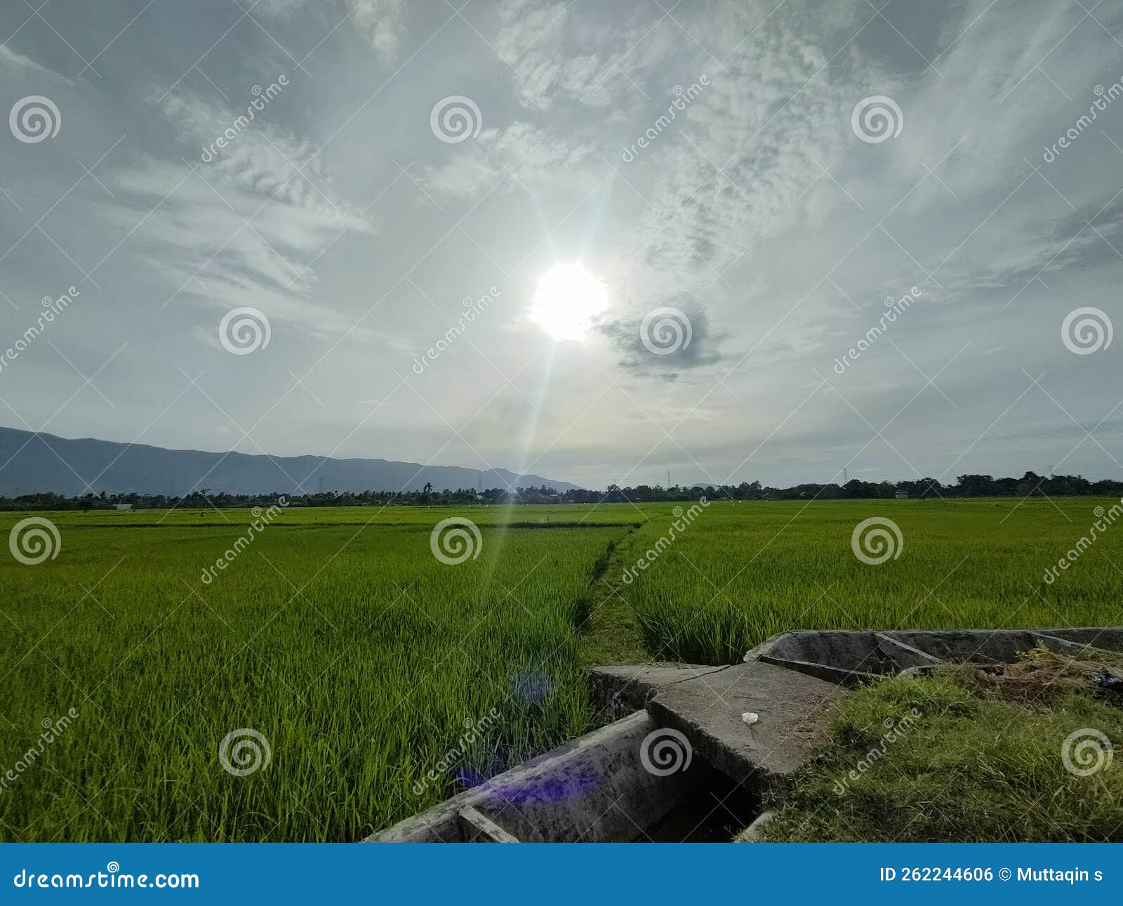 The rice fields stock photo. Image of views, rice, fields - 262244606