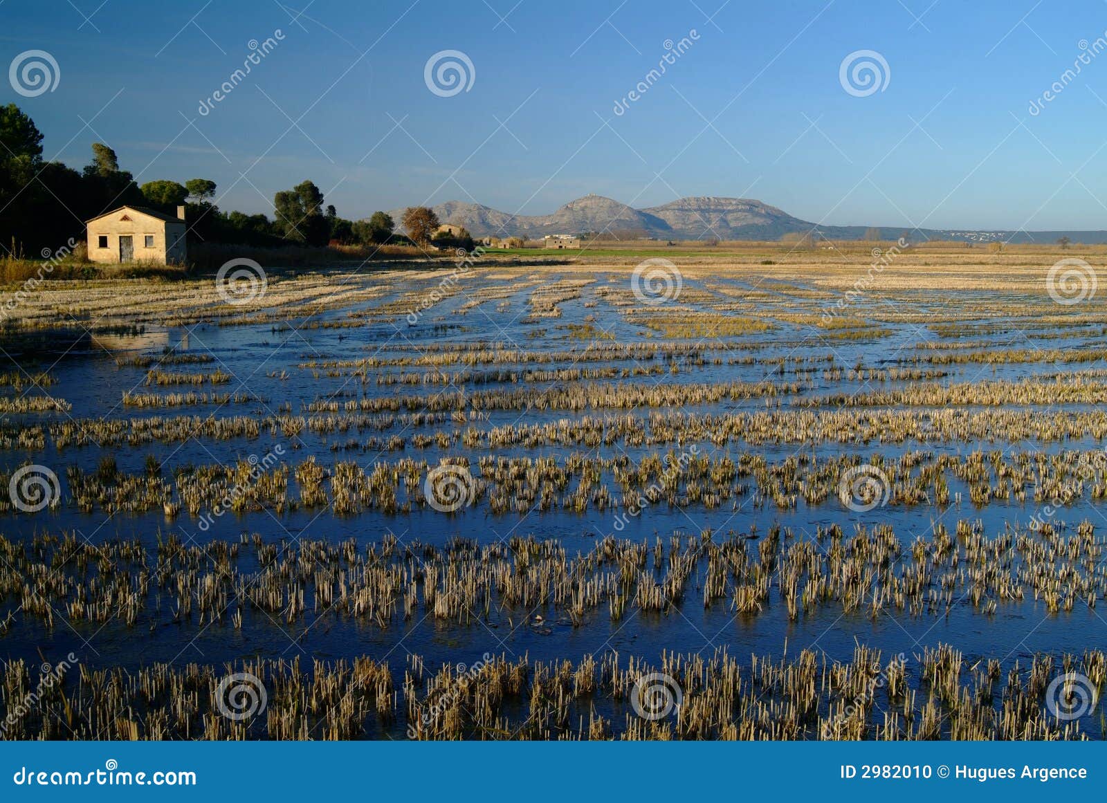 Rice Fields stock photo. Image of europe, planted, plantation - 2982010