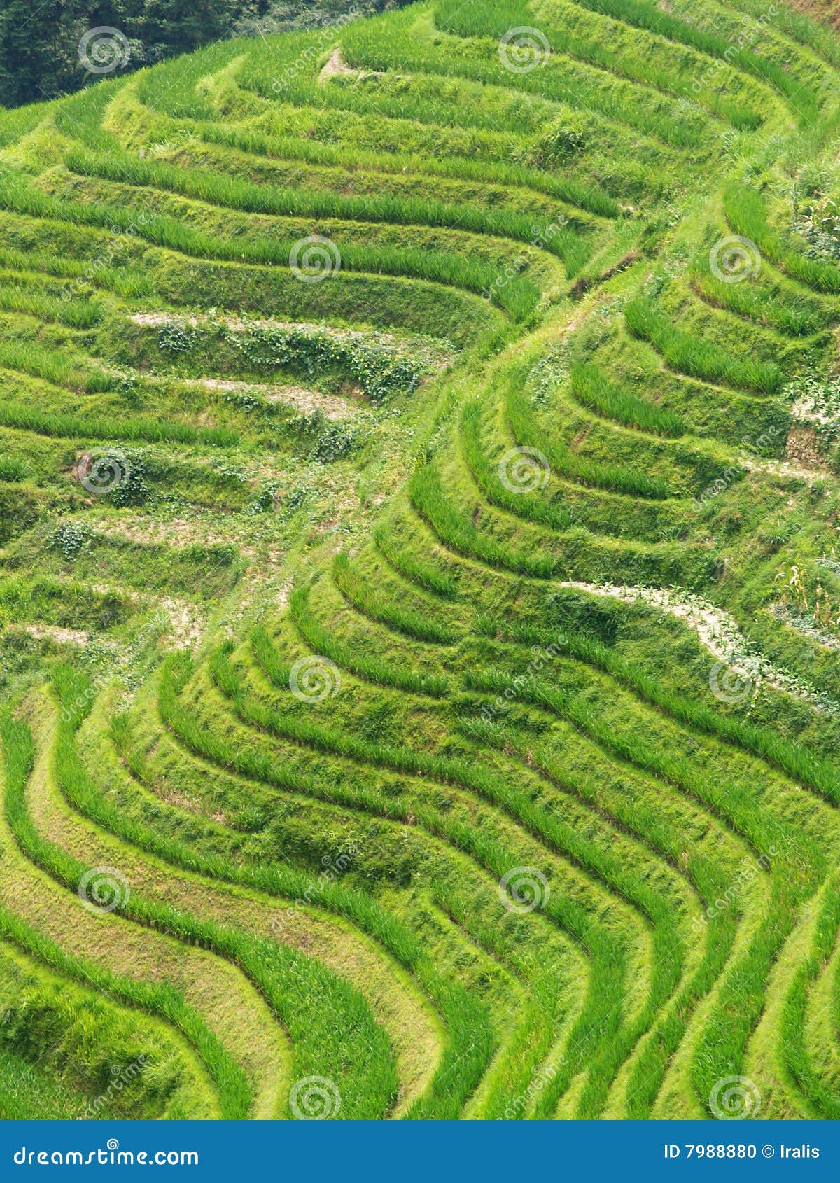 Rice Fields On Terraced Of Mu Cang Chai, YenBai, Vietnam. Royalty-Free ...