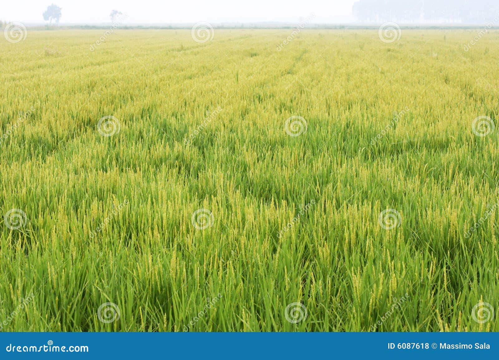 Rice fields stock photo. Image of lombardia, green, pavia - 6087618