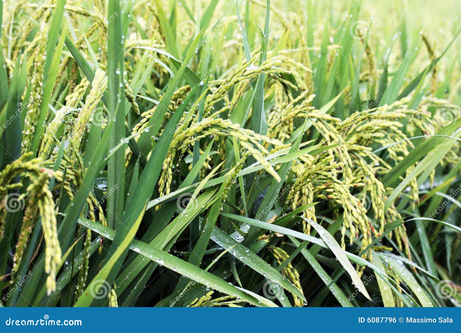 Rice fields stock photo. Image of summer, plant, italy - 6087796
