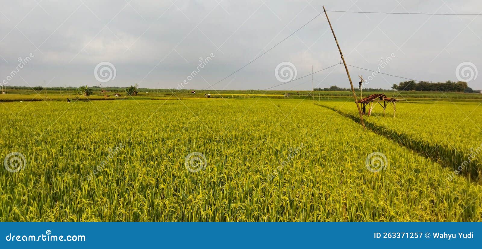 Rice in the Rice Fields in the Afternoon Stock Image - Image of fields ...
