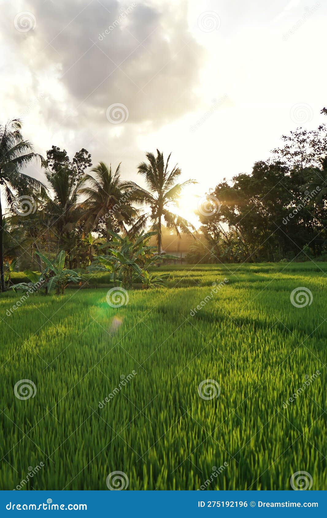 Rice Fields in the Afternoon Stock Photo - Image of nature, sunrise ...