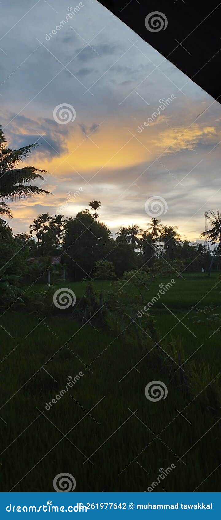 Rice Fields in the Afternoon and Nice Clouds Stock Photo - Image of ...