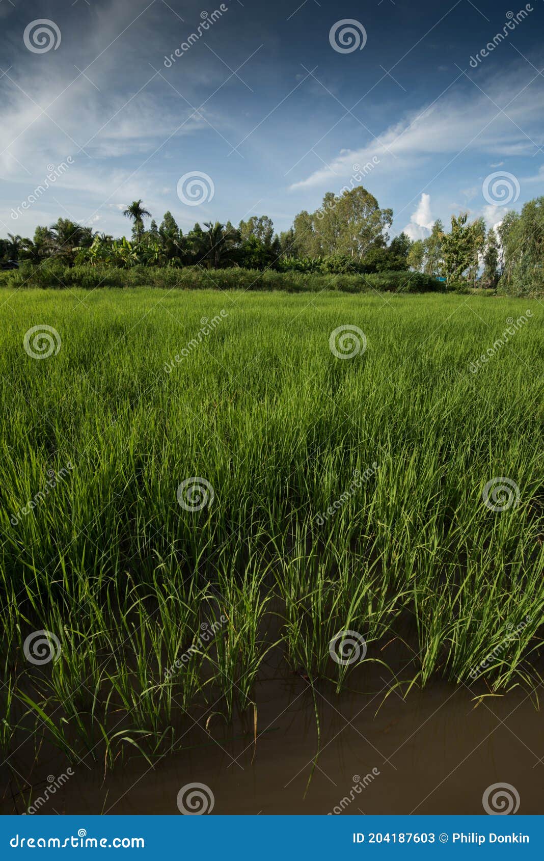 Rice Fields Agriculture in Rural Asia Stock Image - Image of farm, blue ...