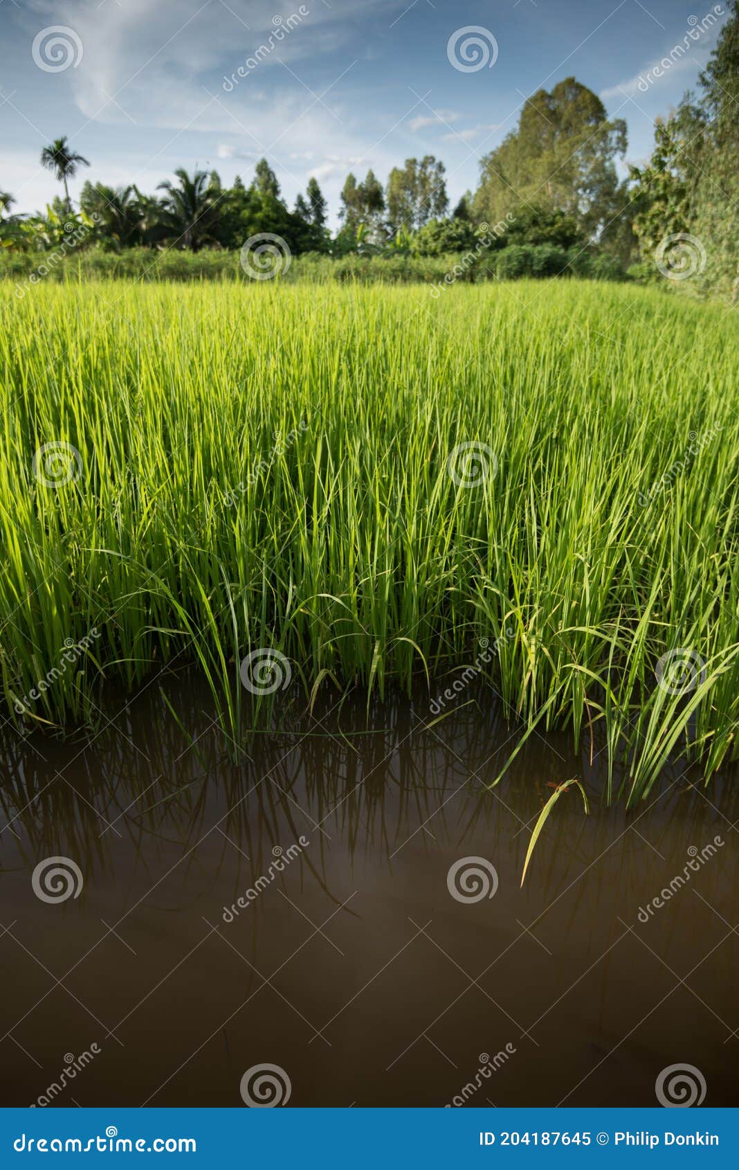 Rice Fields Agriculture in Rural Asia Stock Image - Image of nature ...