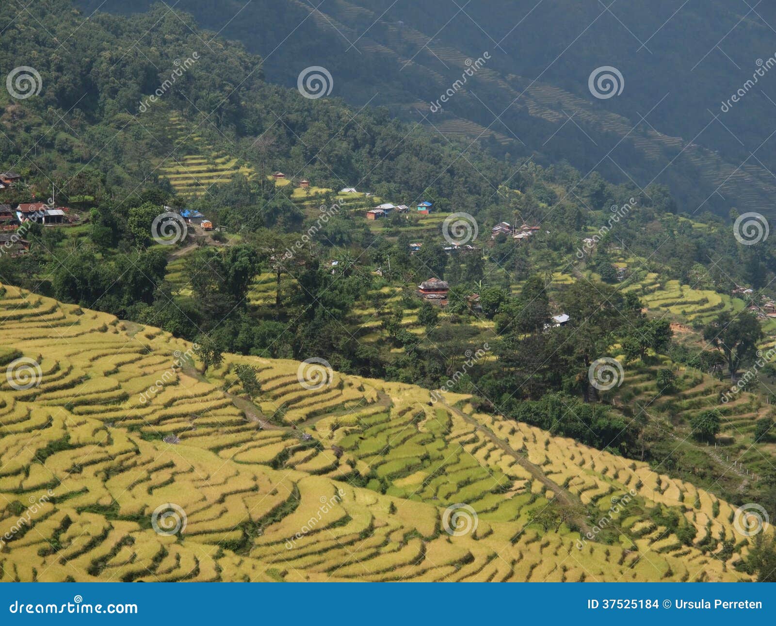 Rice Fields in the Annapurna Conservation Area Stock Photo - Image of ...