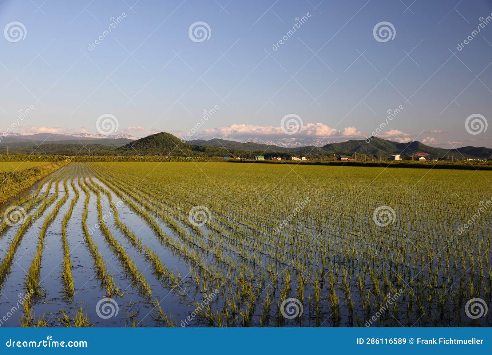Rice Fields at Asahikawa Overlooking the Mountains of Daisetsuzan ...