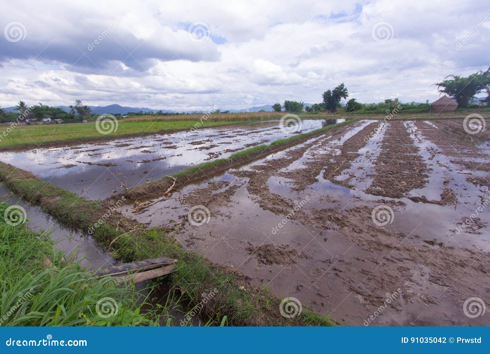 Rice fields in Asia stock photo. Image of corn, agriculture - 91035042