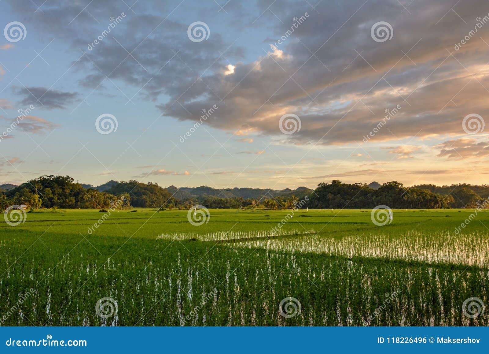 Rice fields in Asia stock photo. Image of field, harvest - 118226496