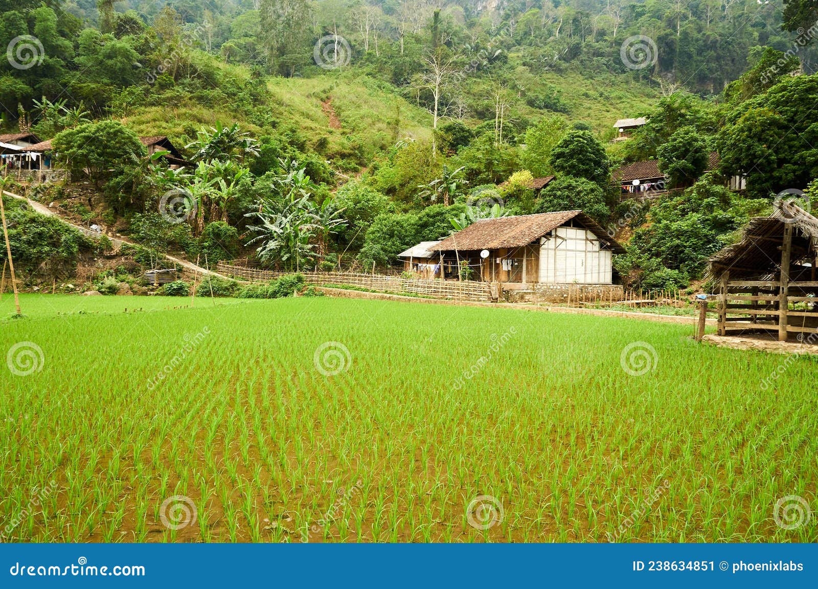 Rice Fields in Ba Be, Vietnam Stock Image - Image of vietnam, food ...