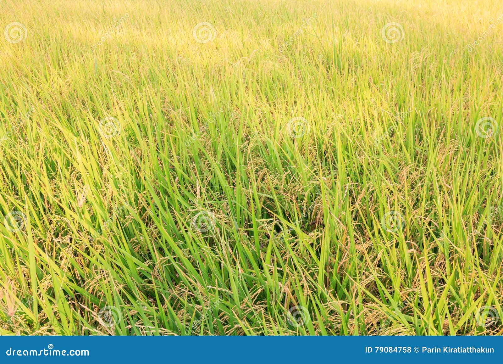 Rice fields background. stock photo. Image of asia, grow - 79084758