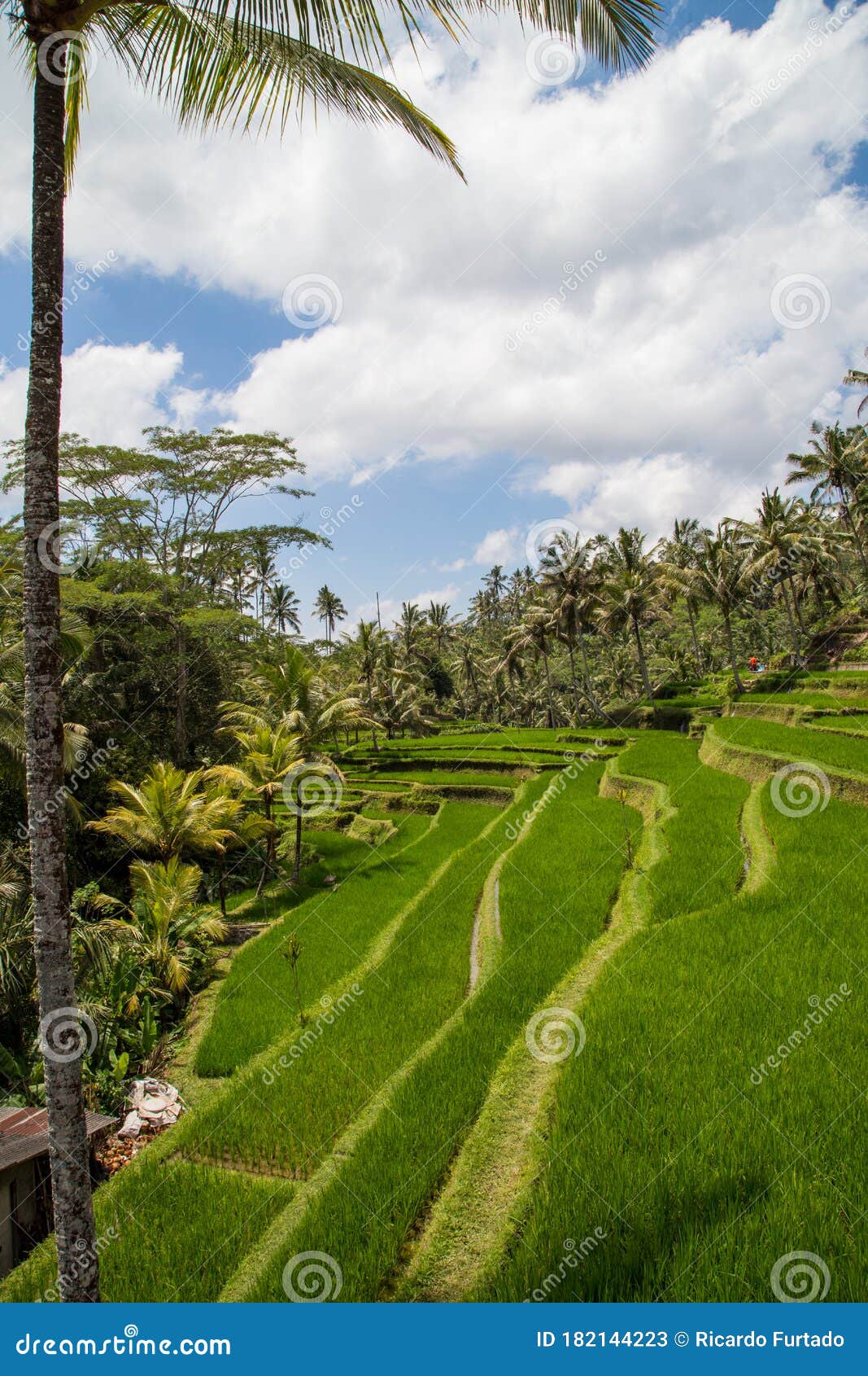 Rice fields in Bali stock image. Image of bali, sunset - 182144223