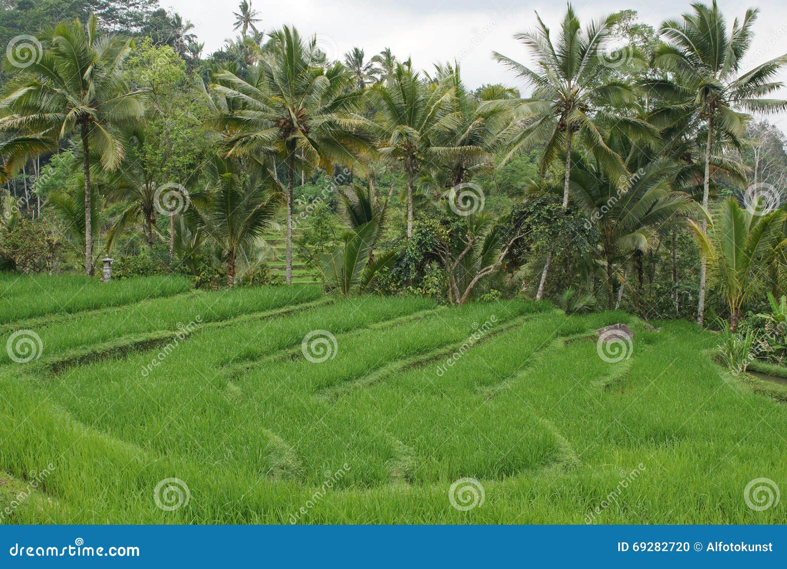 Rice Fields, Bali, Indonesia Stock Photo - Image of flora, travel: 69282720