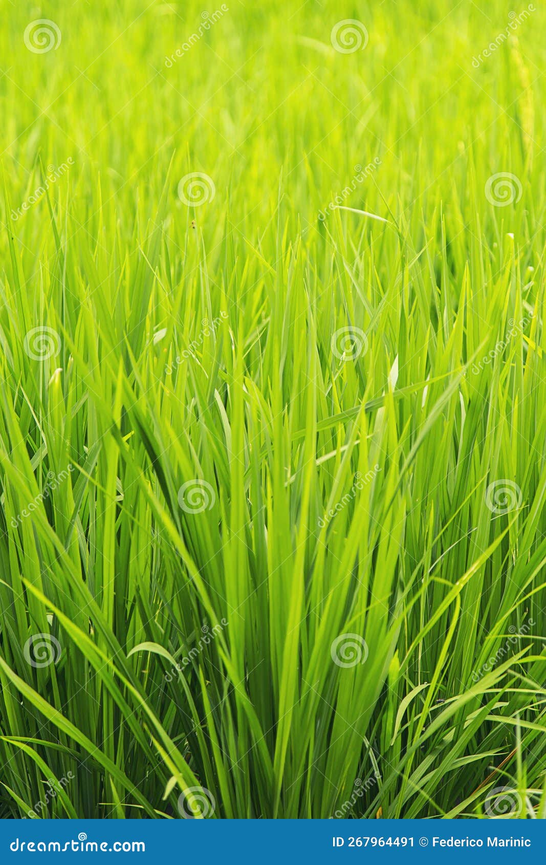 Rice Fields in Bali, Indonesia Stock Image - Image of contemplation ...