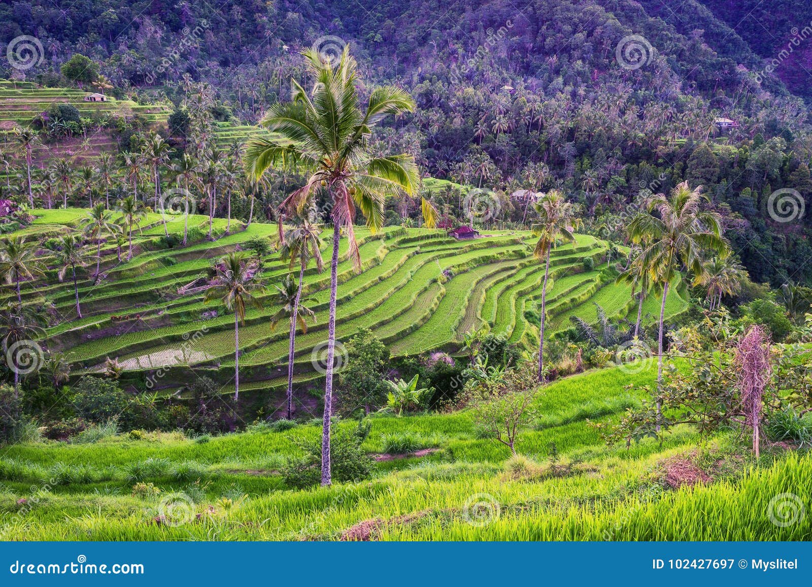 Rice Fields on Bali/Indonesia/ Stock Image - Image of grow, farming ...