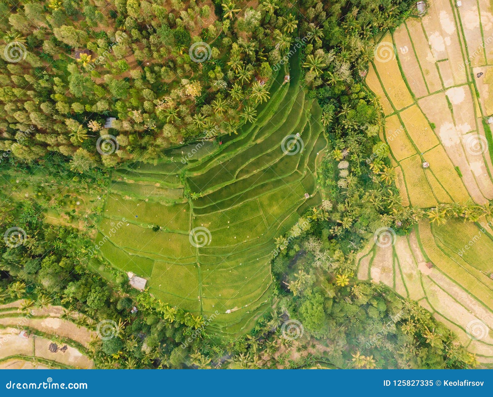 Rice Fields in Bali Island. Aerial View with Terraces and Palms Stock ... Rice Fields in Bali Island. Aerial View with Terraces and Palms Stock ...