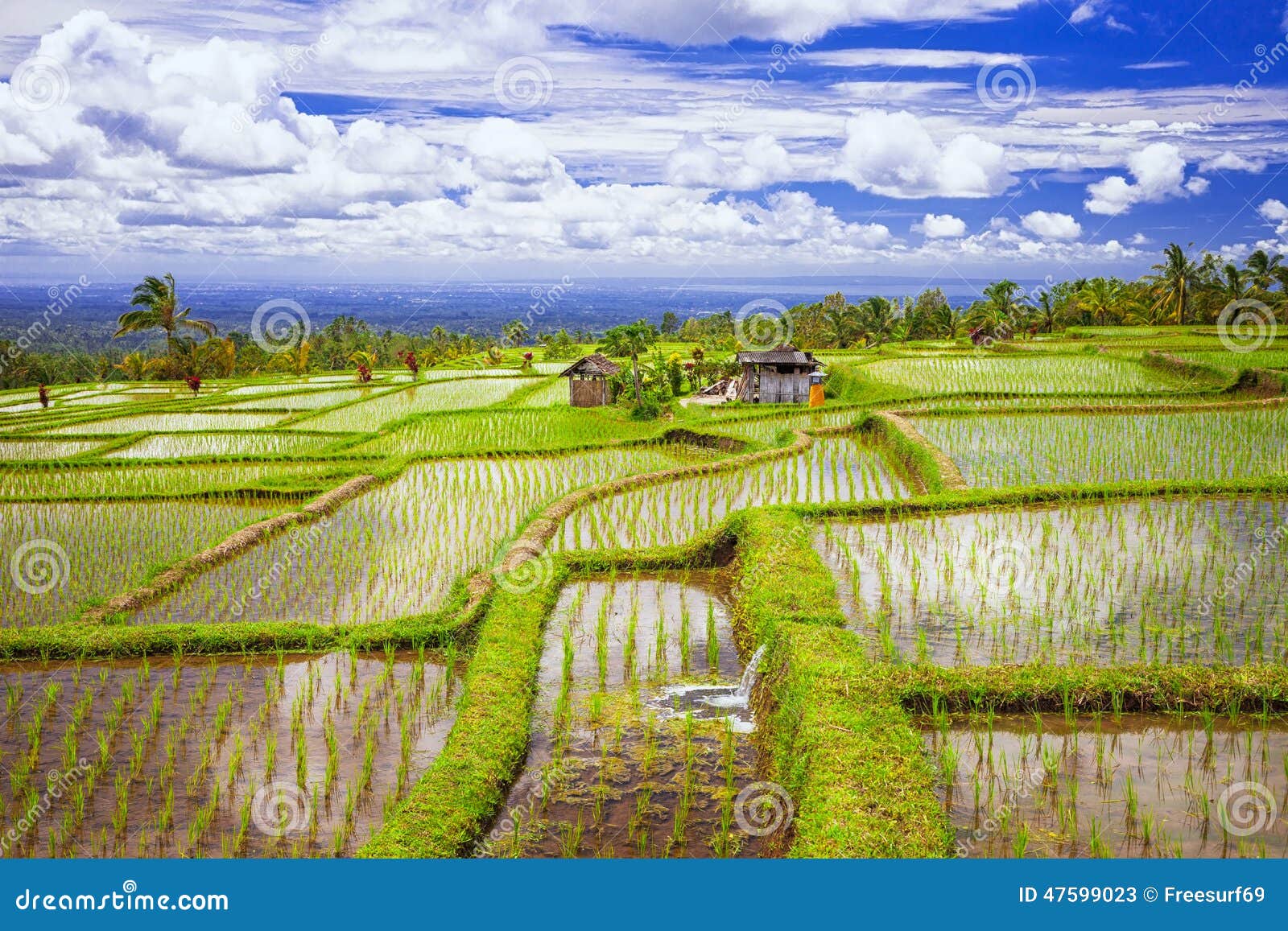 Rice fields in Bali island stock image. Image of growth - 47599023