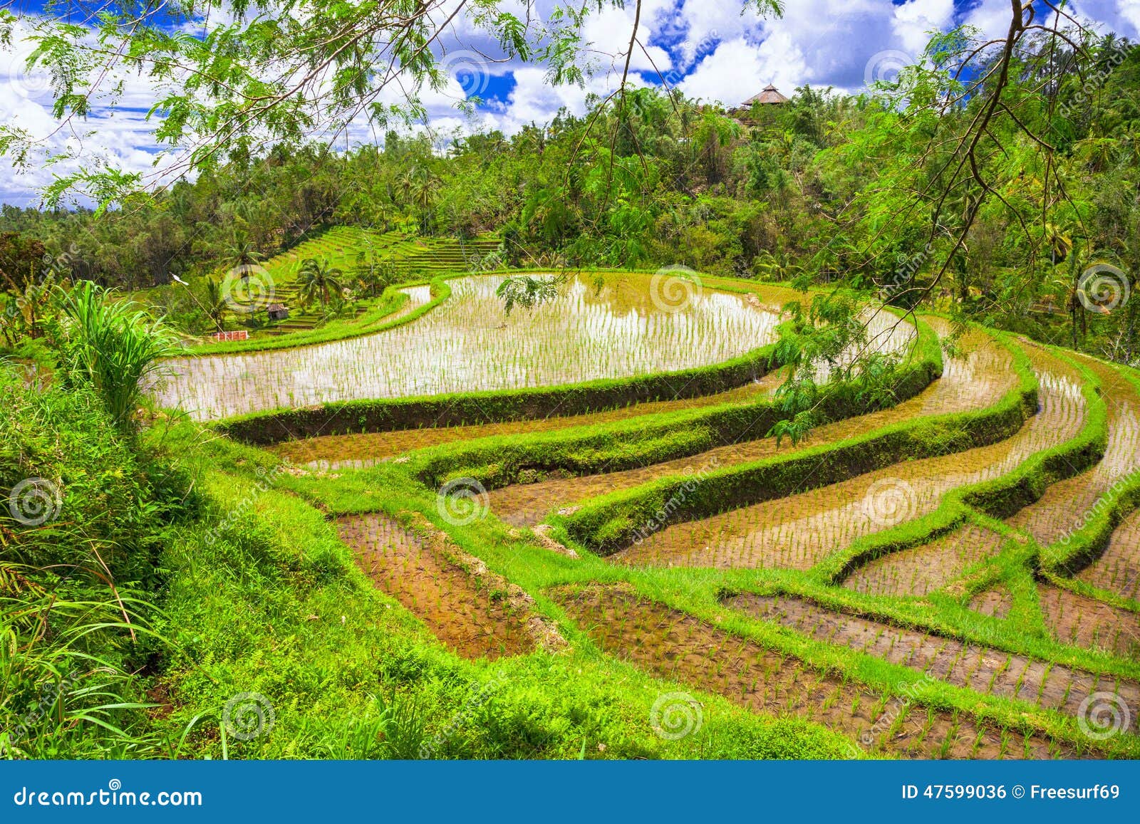 Rice fields in Bali island stock photo. Image of indochina - 47599036