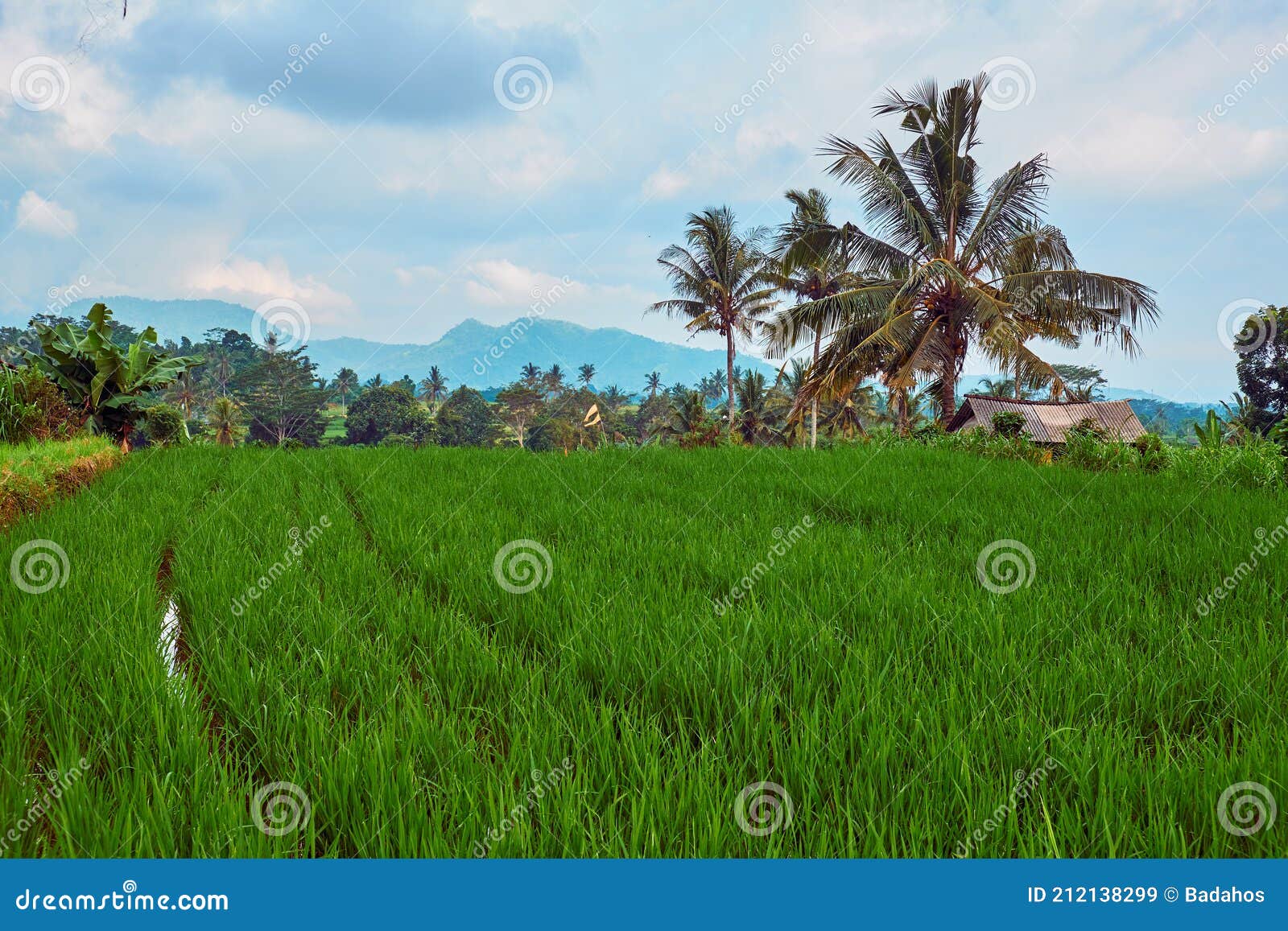 Rice fields in Bali stock image. Image of building, field - 212138299