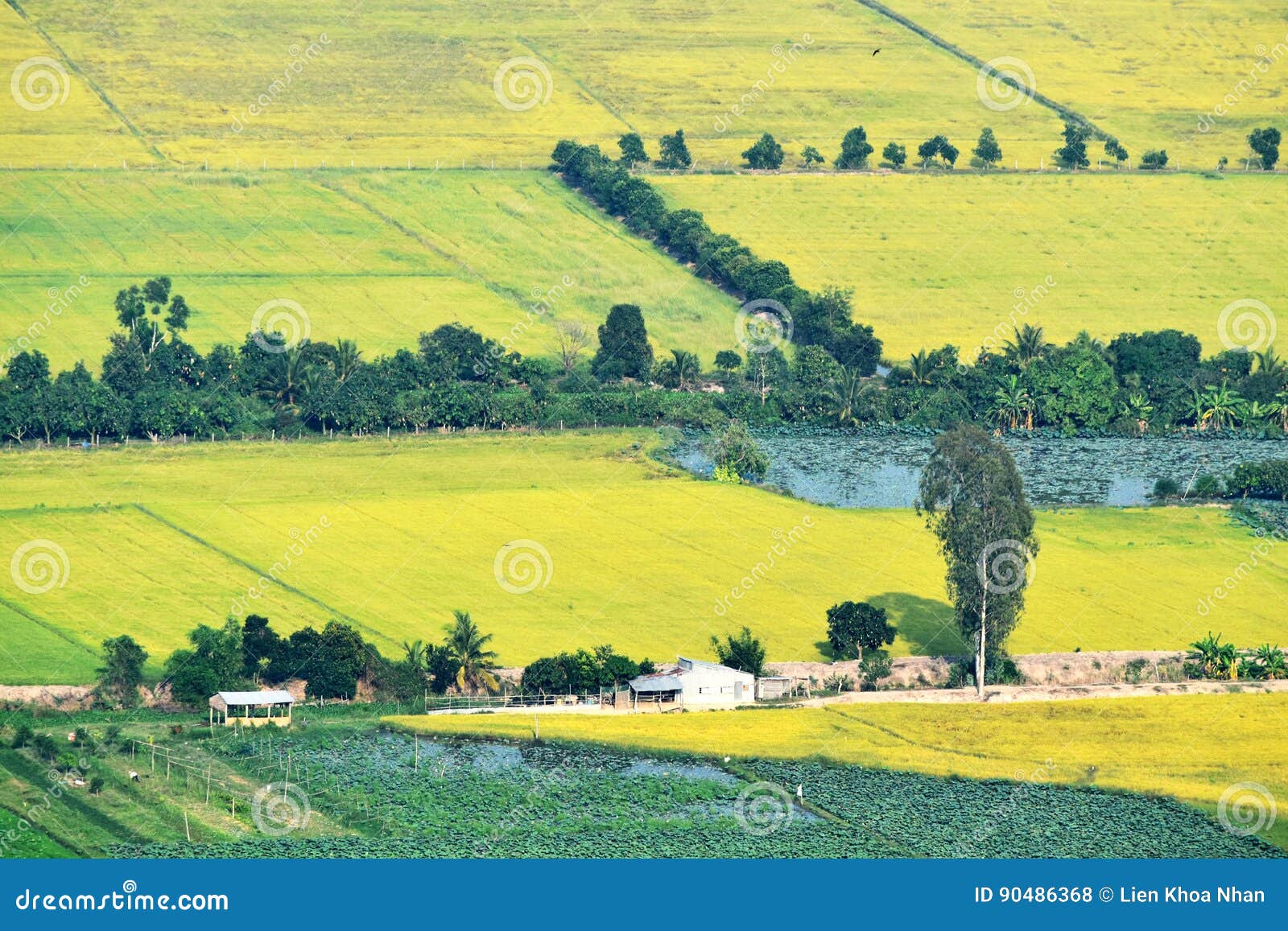 Rice fields stock photo. Image of working, field, plant - 90486368