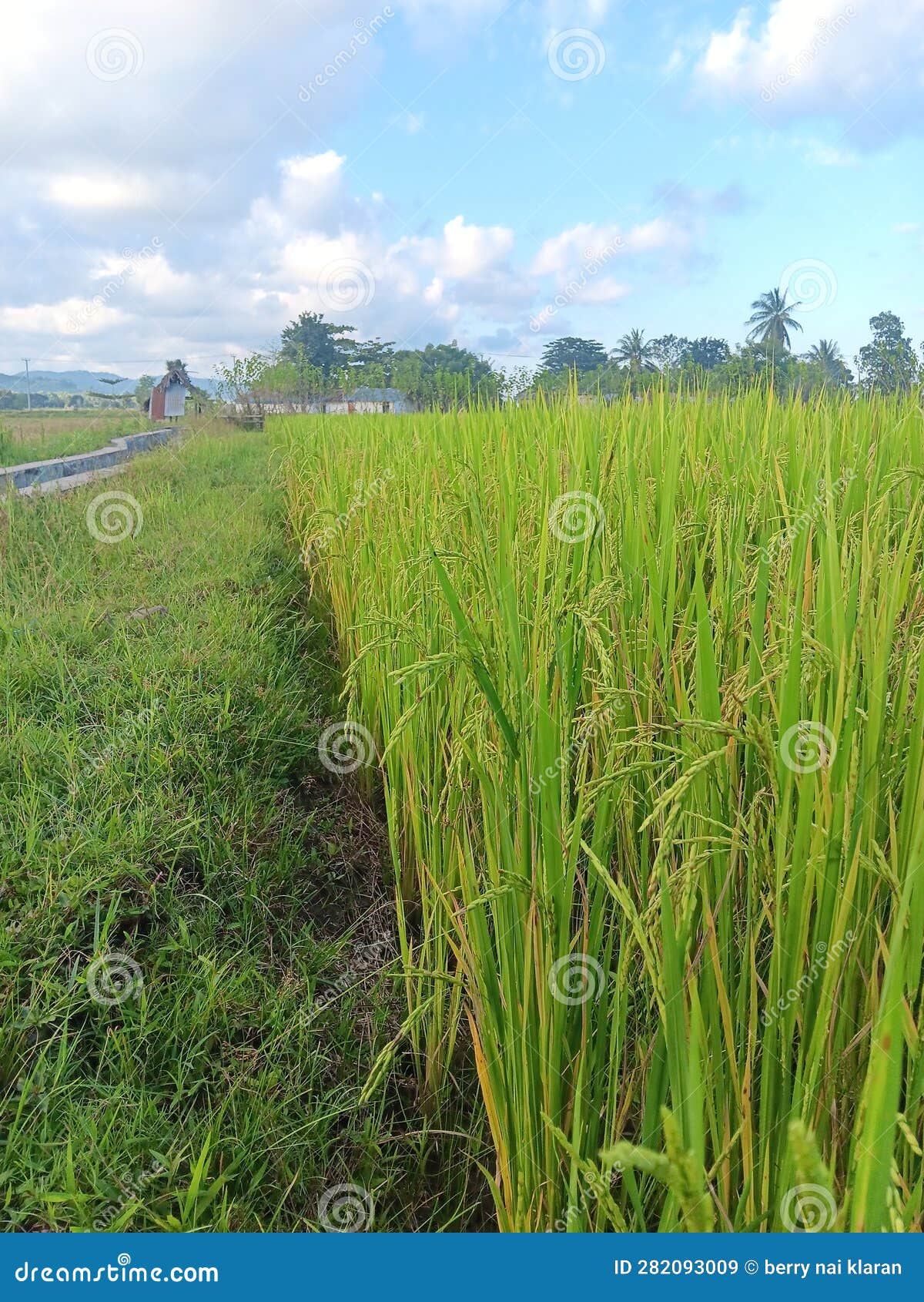 Rice Fields in a Beautiful and Peaceful Village Stock Image - Image of ...