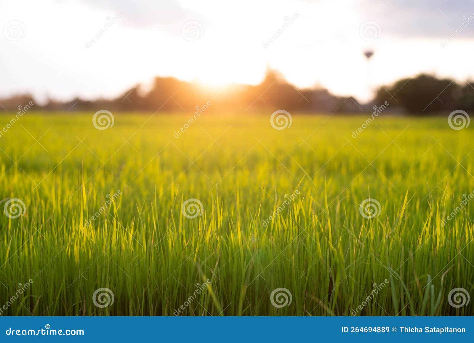 Rice Fields in a Beautiful Sunset Stock Image - Image of land, plant ...