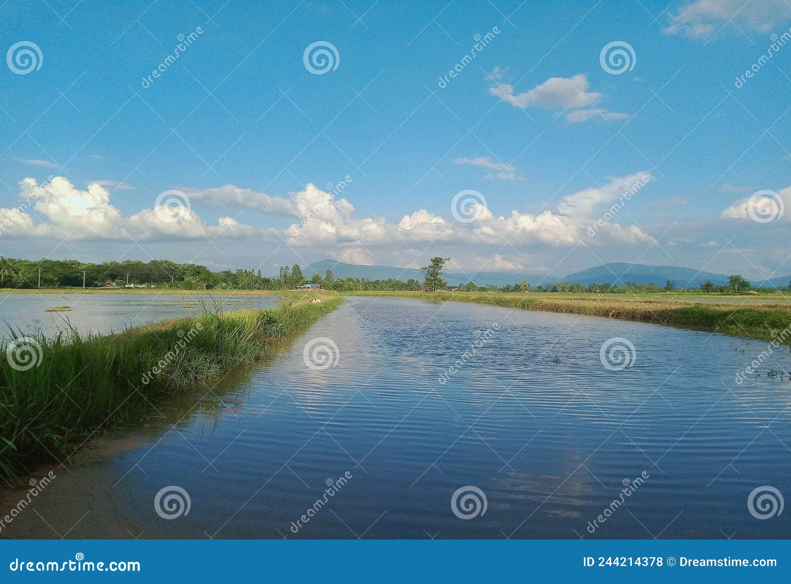 Rice fields become sea stock photo. Image of fields - 244214378