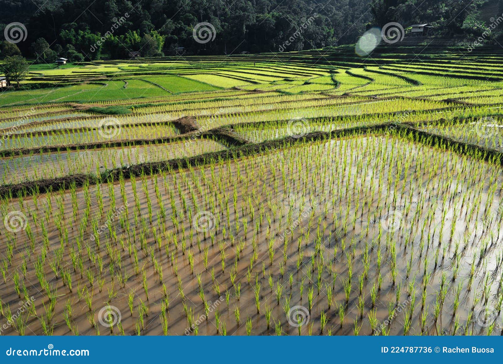 Rice Fields at the Beginning of Cultivation Stock Photo - Image of ...