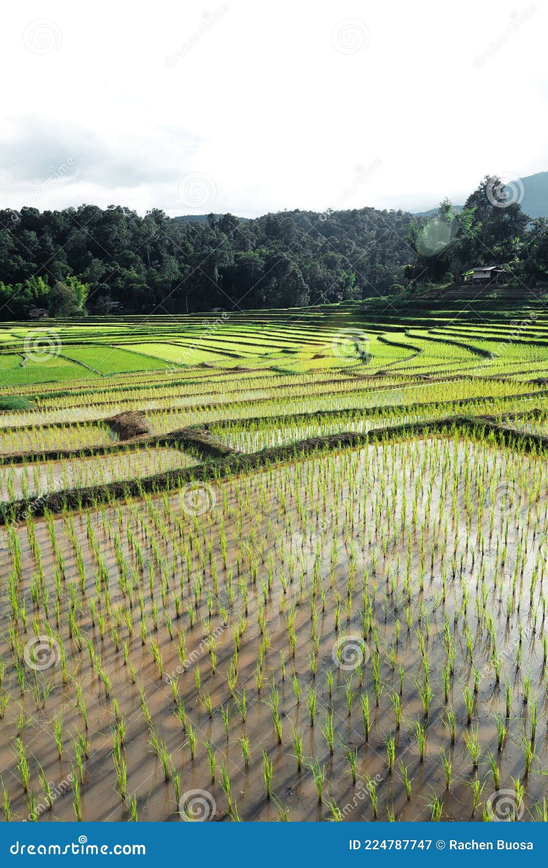 Rice Fields at the Beginning of Cultivation Stock Image - Image of ...