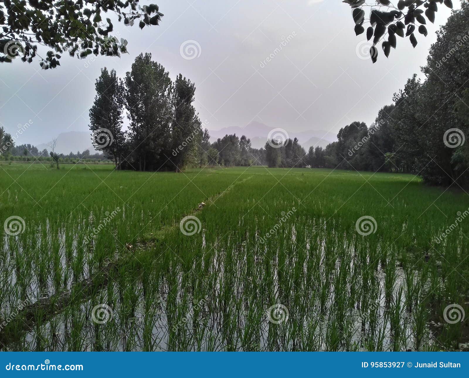 Rice fields stock image. Image of pakistan, countryside - 95853927