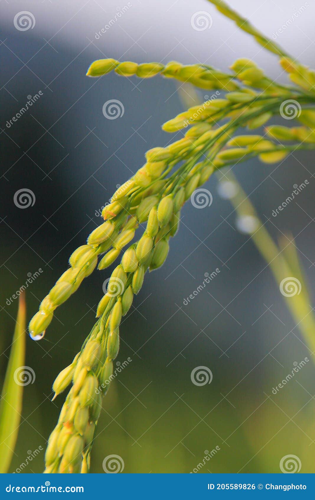 Rice Fields are Blooming in Thailand Stock Photo - Image of farm ...