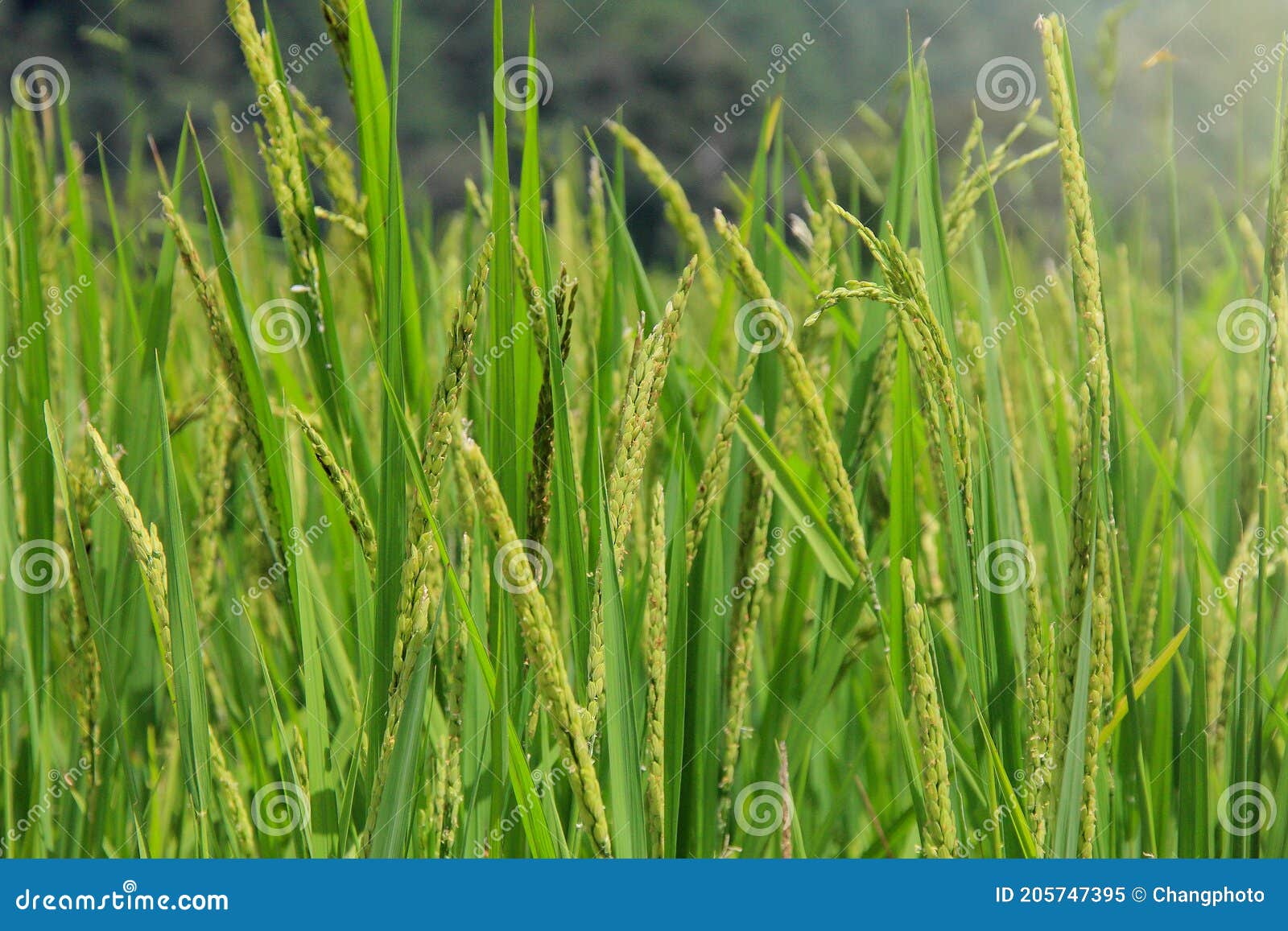 Rice Fields are Blooming in Thailand Stock Image - Image of fresh ...