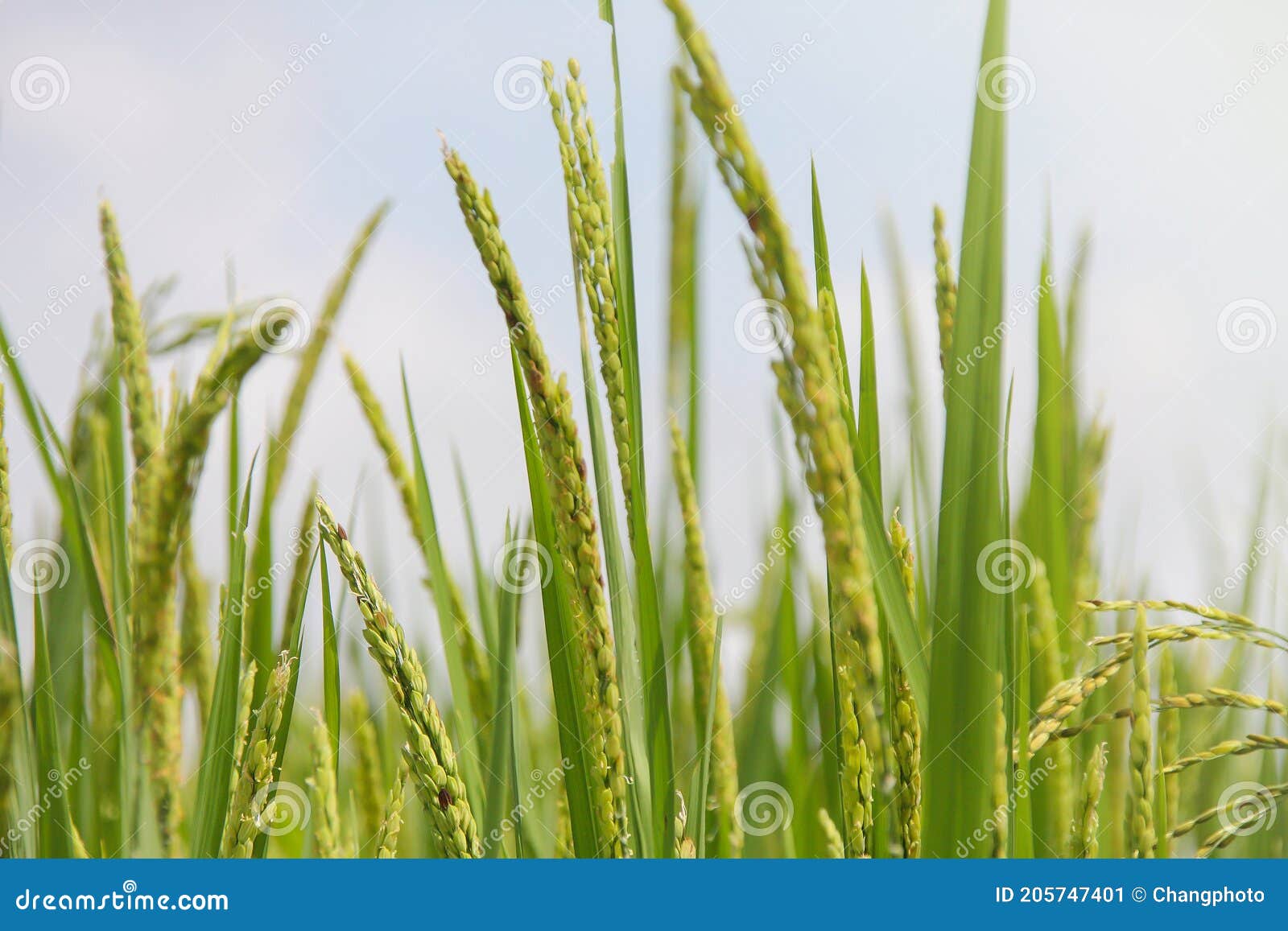 Rice Fields are Blooming in Thailand Stock Image - Image of environment ...
