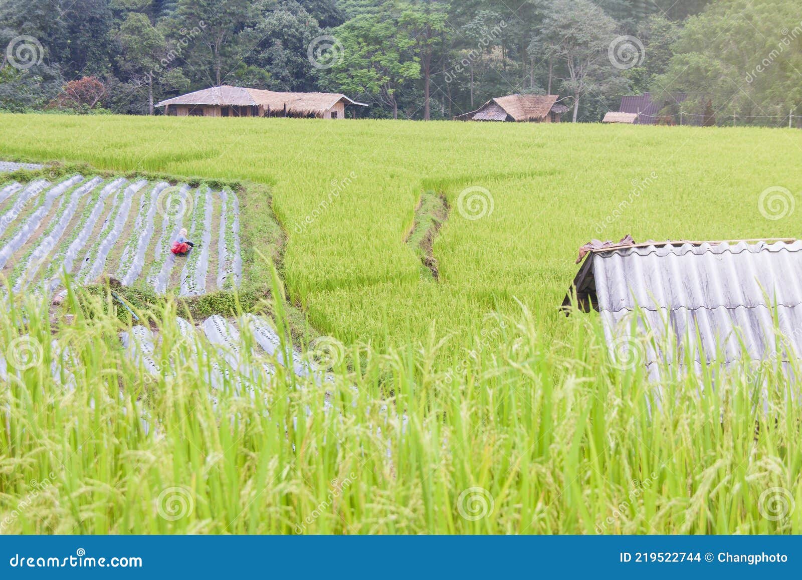 Rice Fields are Blooming in Thailand Stock Photo - Image of jasmine ...