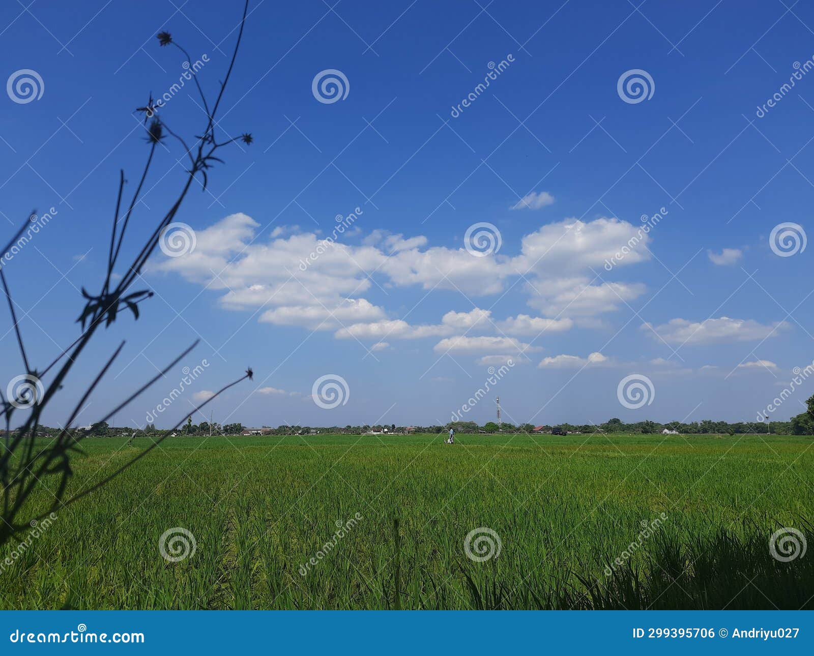 Rice Fields and Blue Skies that Soothe the Eyes Stock Photo - Image of ...