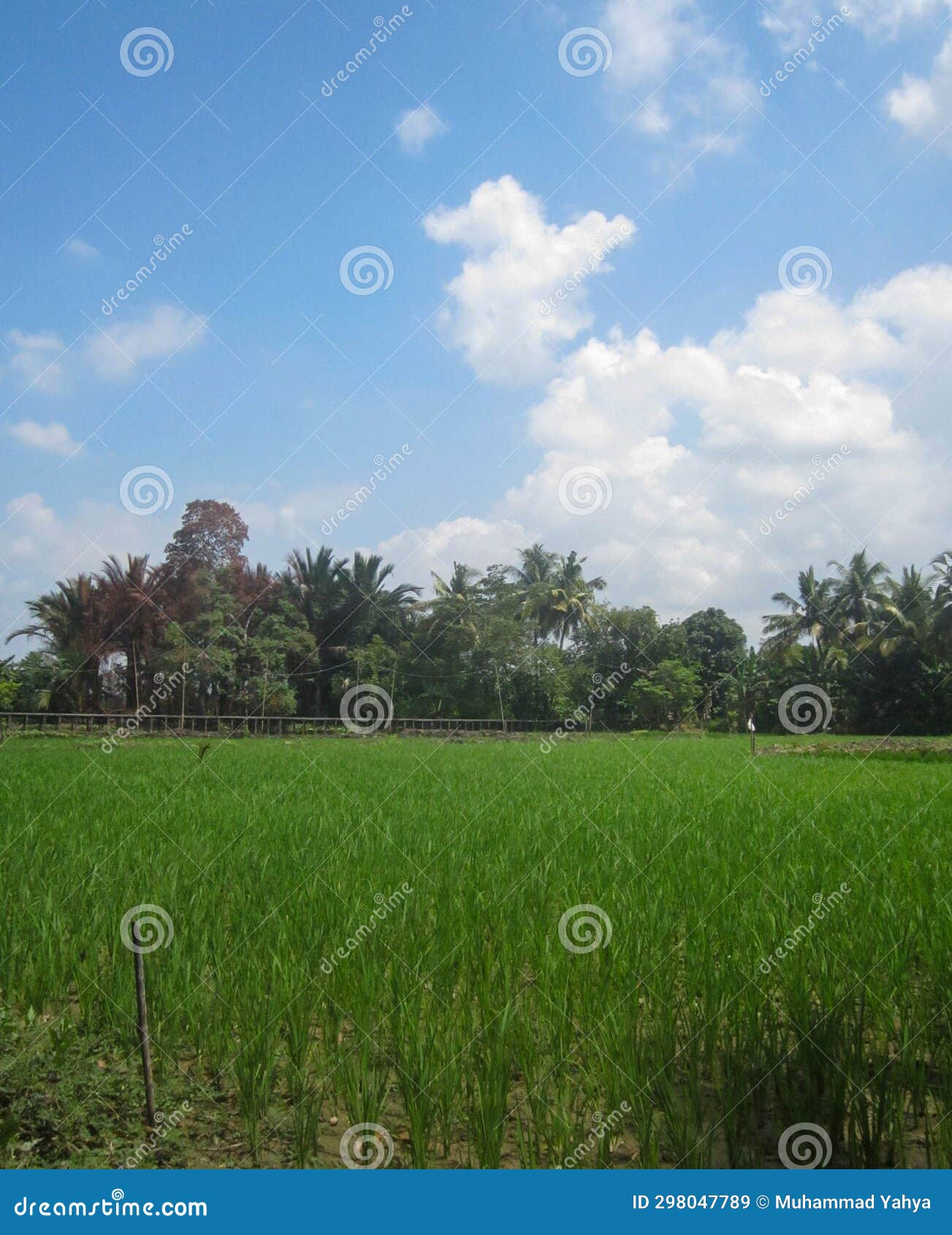 Rice fields with blue sky stock image. Image of cloudly - 298047789
