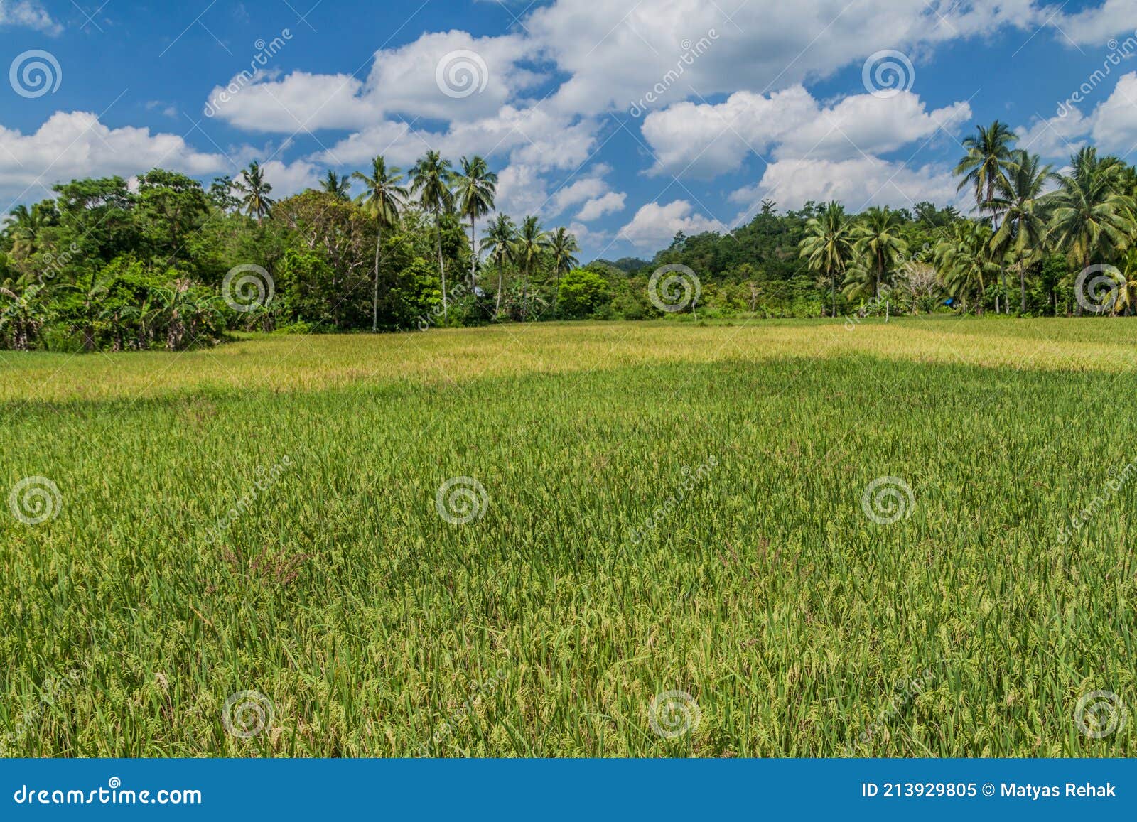 Rice Fields on Bohol Island, Philippine Stock Image - Image of ...