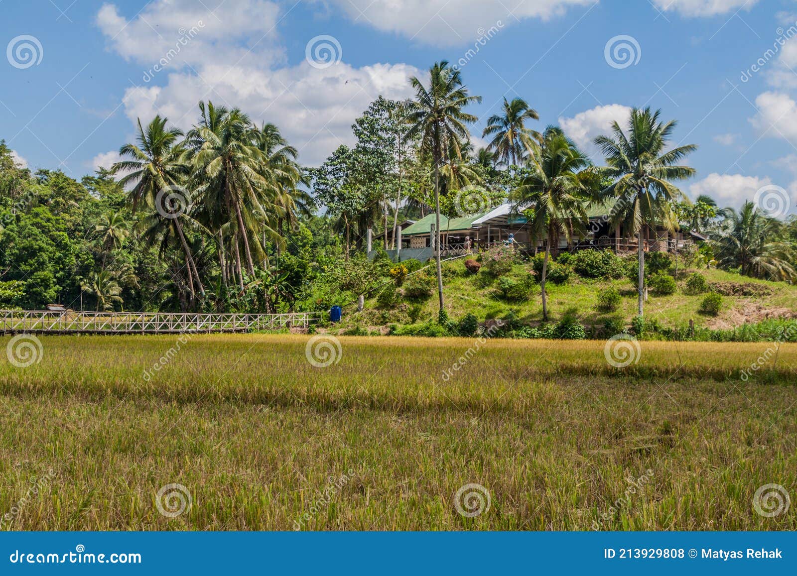 Rice Fields on Bohol Island, Philippine Stock Photo - Image of paddy ...