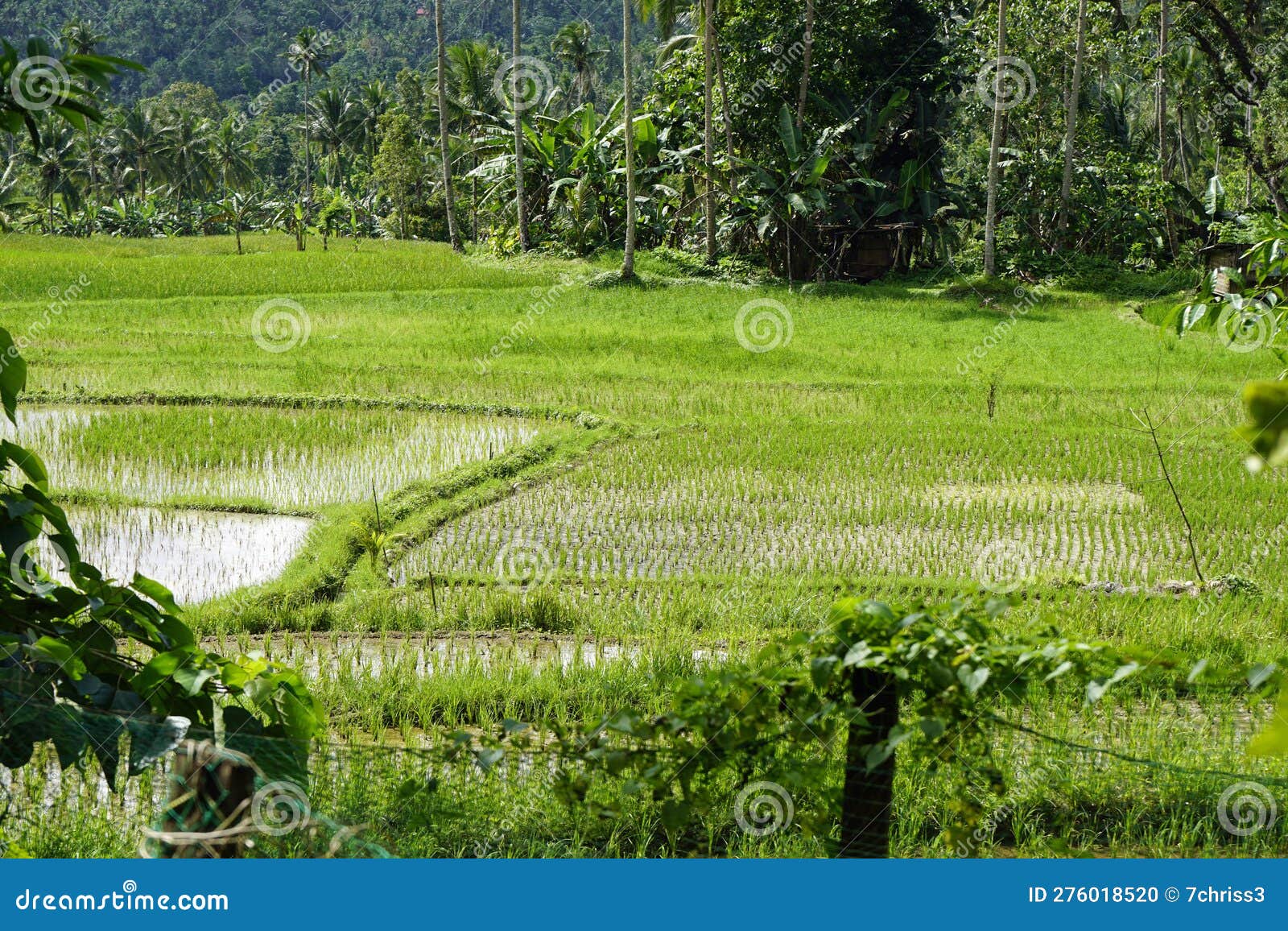 Rice Fields on Bohol Islnd at the Philippines Stock Photo - Image of ...