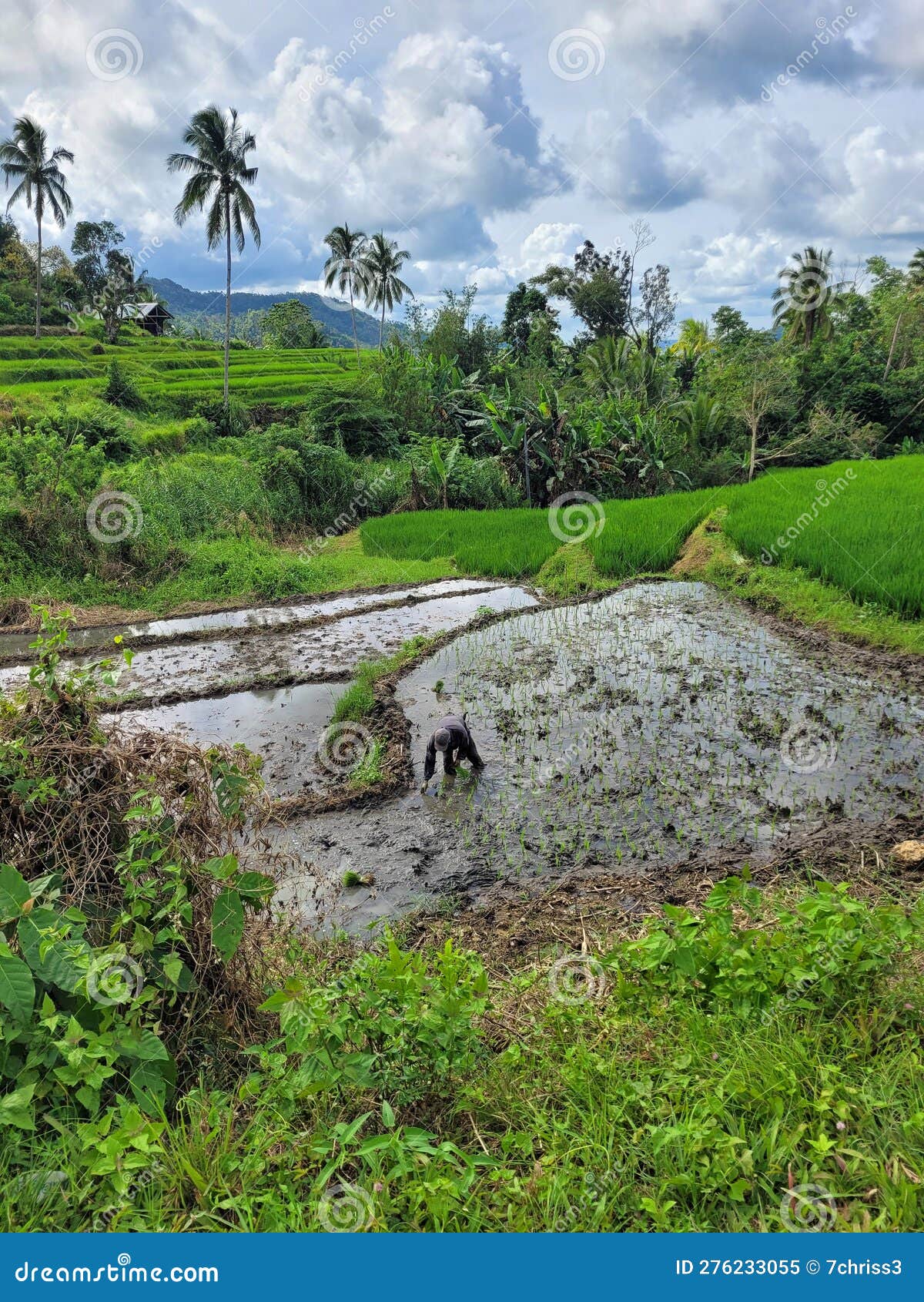 Rice Fields on Bohol Islnd at the Philippines Stock Image - Image of ...